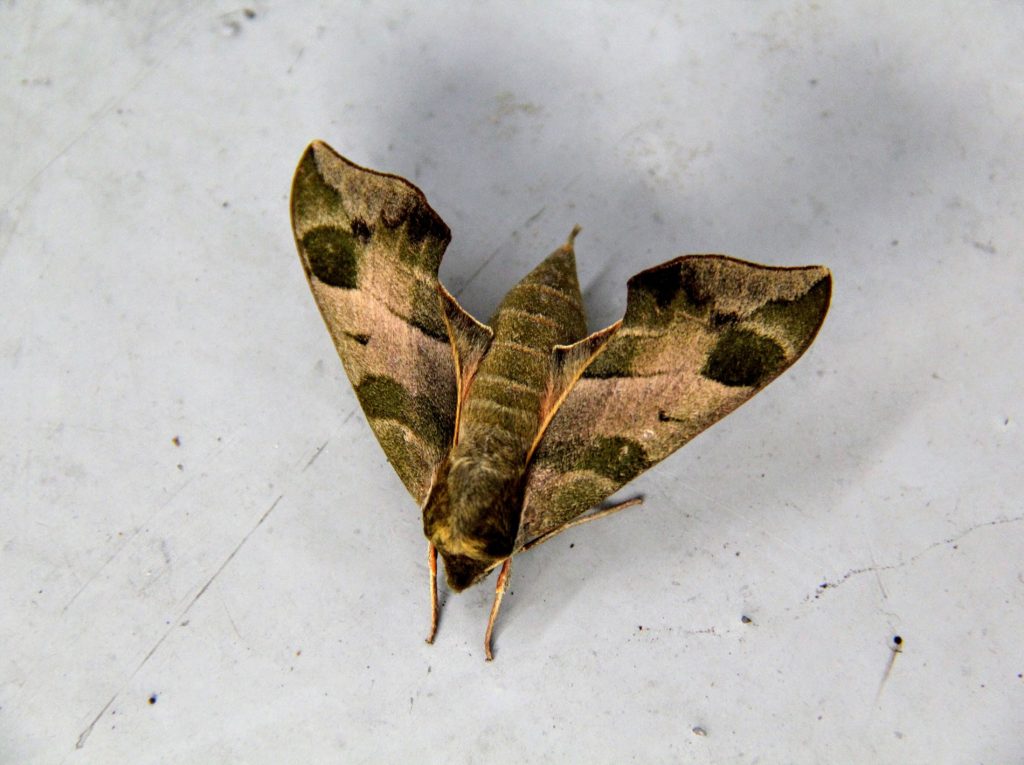 Kevin Morgan Photography – Excelsior Springs, Missouri